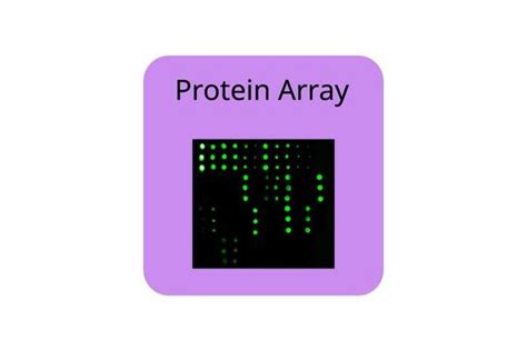 raybio sars cov 2 peptide mapping arrays spike protein
