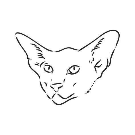 Cat Vector Sketch 17050893 Vector Art At Vecteezy