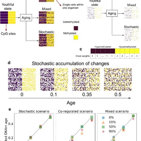 Single Cell Dnam Dynamics During Functional Aging A All Seven Types