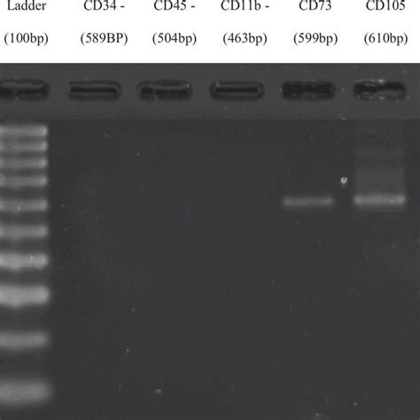 Positive Msc Markers And Negative Hsc Markers Of Shed Using Rt Pcr Download Scientific Diagram
