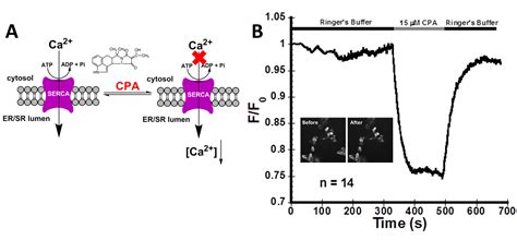 Monitoring Er Sr Calcium Release With The Targeted Ca2 Sensor Catcher