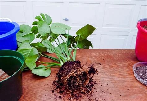Split Leaf Philodendron Discover Carefree Maintenance