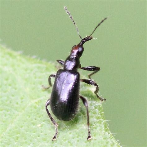 Red Scalp Weevil Dorsal Eugnamptus Angustatus Bugguidenet