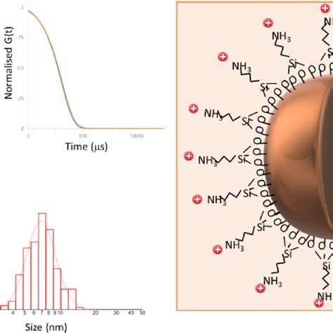 Left Top Dls Number Size Distributions And Correlograms For Mnpcit