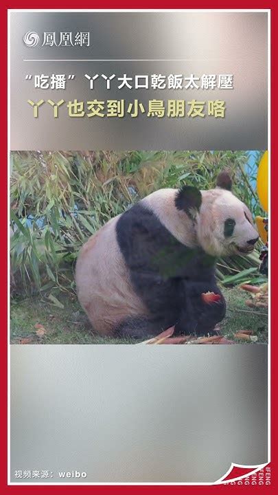 最新一期「丫丫」吃播來嘍！ 這次還有小鳥作伴 Panda 丫丫 Shorts Youtube