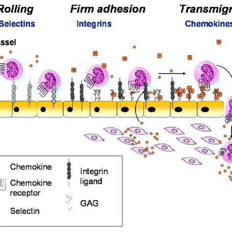 Chemokine Tertiary Structure Chemokinereceptor Interactions And