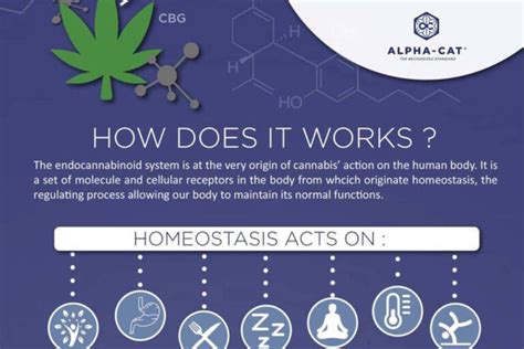 Introduction To Cannabinoids Alpha Cat