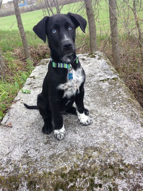 Husky Pointer Mischling View Our Dogs — Oregon Dog Rescue