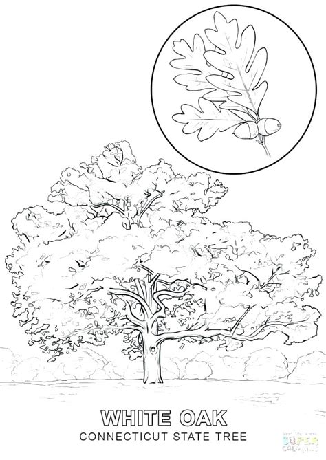 Tree Trunk Coloring Page At GetColorings Com Free Printable Colorings