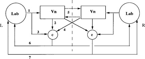 A Bilaterally Symmetric Model Of Central Efferent Vestibular Pathways