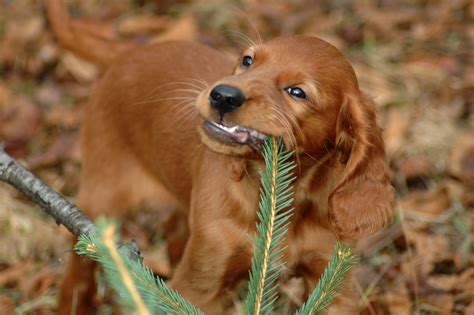 Irish Setter Puppy V By Lesnydrwal On DeviantArt