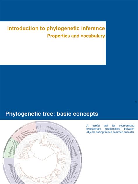 Introduction Arbresphylogénique Pdf Phylogenetic Tree Vertex