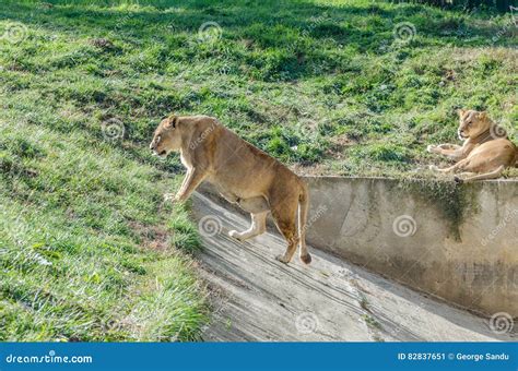 Lioness Stock Image Image Of Mammal Clif Carnivore 82837651