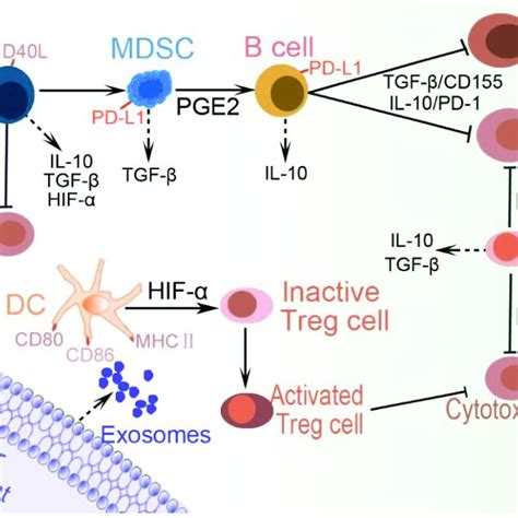 Tumor Immune Evasion Via Increased Recruitment Of Tumor Promoting