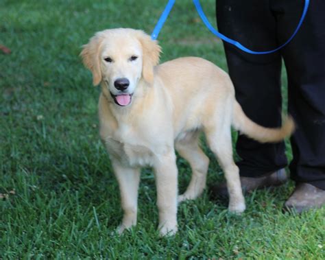 Cottontown Companions Raising Happy Healthy Puppies