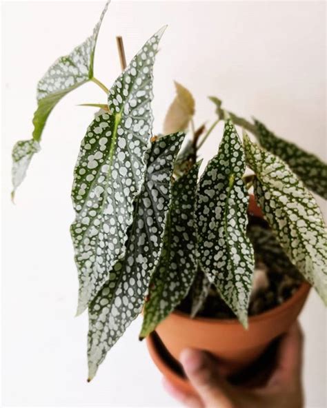 begonia white ice | Begonia, Alpine plants, Plants