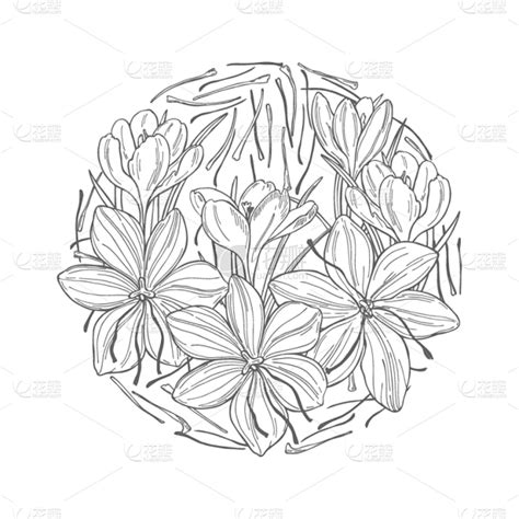 藏红花 香料 草图 绘画插图 农业 自然界的状态 食品 希腊 番红花属 成分