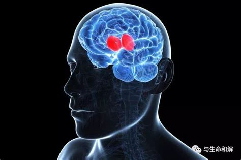 从本能到智能 人类大脑的三阶段进化与皮层神经元生成机制 大脑智能的演化~学习~发育的形成法 Csdn博客