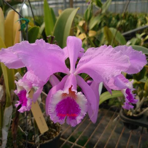 墨西”cattleya Mossiae 蝦皮購物