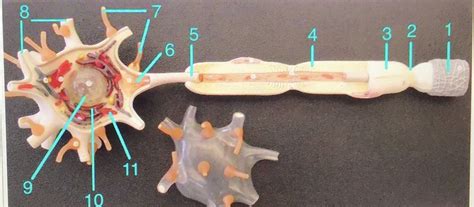 Neuron Model Part Diagram Quizlet