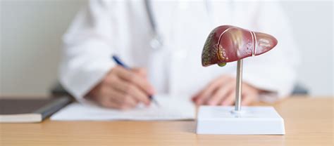 인간 간 해부학 모델을 가진 의사 간암 및 종양 황달 바이러스성 A형 B C D E 간경변 부전 비대 간성 뇌병증 배꼽의 복수액 및 건강 개념 간 내부 기관에 대한 스톡