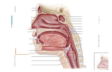 Lymphatic And Respiratory System 18 Diagram Quizlet