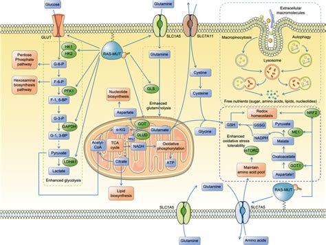 Ras Mutations Rewire Tumor Metabolism Ras‐induced Metabolic Download Scientific Diagram