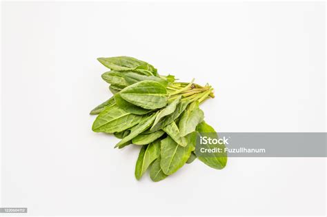 흰색 배경에 고립 된 신선한 녹색 소렐과 쐐기풀 봄 수프의 전통 식재료 0명에 대한 스톡 사진 및 기타 이미지 0명 Nettle 건강한 생활방식 Istock