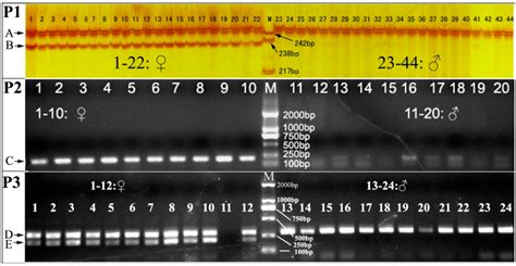 Molecular Method For Sex Identification Of Half Smooth Tongue Sole Cynoglossus Semilaevis