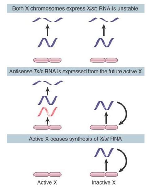X Chromosome Inactivation Recent Progress State Key Laboratory Of