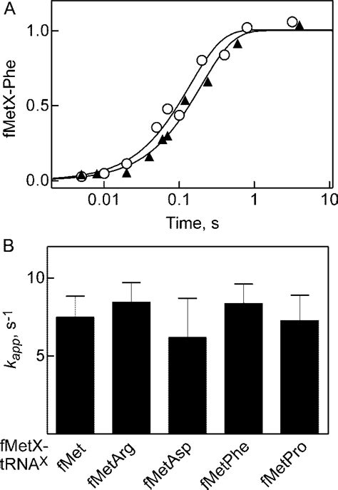 Reaction Between Fmetx Trna X And Phe Trna Phe A Formation Of