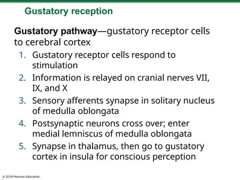 Special Senses Lecture Slidespptx Pptx