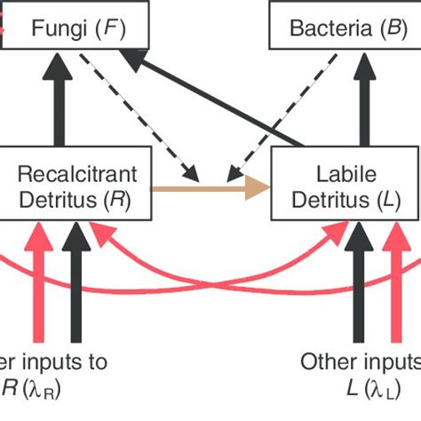 Pdf Detritus Trophic Dynamics And Biodiversity