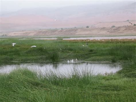 Bahia De Ite Marine Shore Tailings Deposit With Constructed Wetland