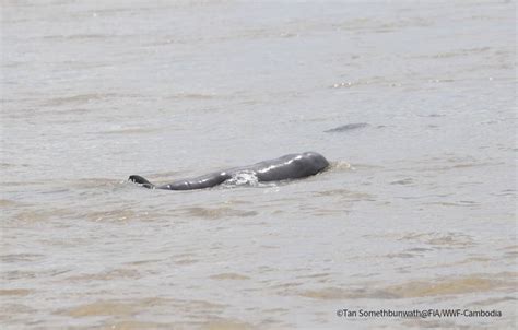 កូនផ្សោតមួយក្បាលទៀត កើតនៅអន្លង់កាំពី ខេត្តក្រចេះ