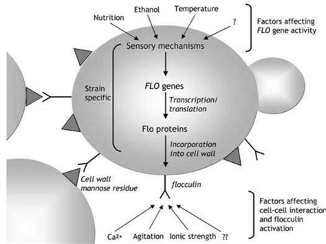2 A Schematic Overview Of The Lectin Binding Model Of