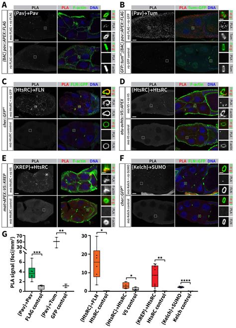 In Situ Proximity Ligation Assay Confirms Close Proximity Interactions Download Scientific