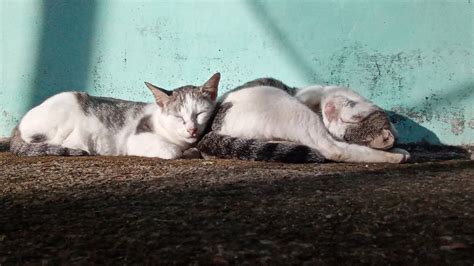 Bobok Cantik Vs Bobok Manjah Youtube