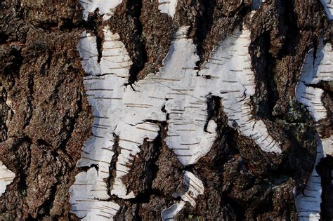 300 000 Free Tree Bark Texture Bark Images Pixabay