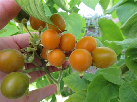 Tamarillo Dwarf Seeds Le Potager Ornemental De Catherine