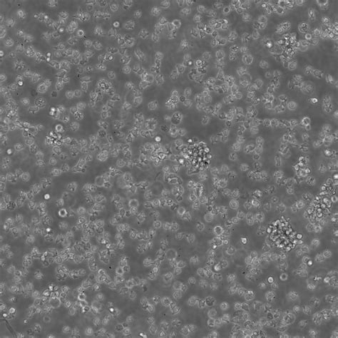 Ramos Cells