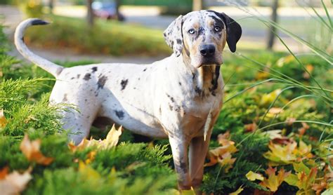 Catahoula Mastiff Mix