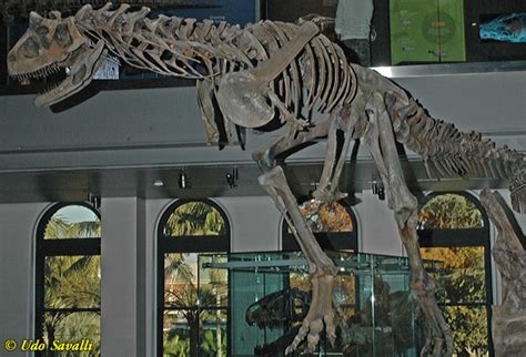 Bio113 Carnivorous Dinosaurs