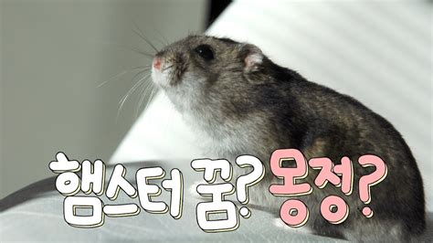 햄스터도 꿈을 꾸나요 그럼 몽정은 [햄스터 정보] Youtube