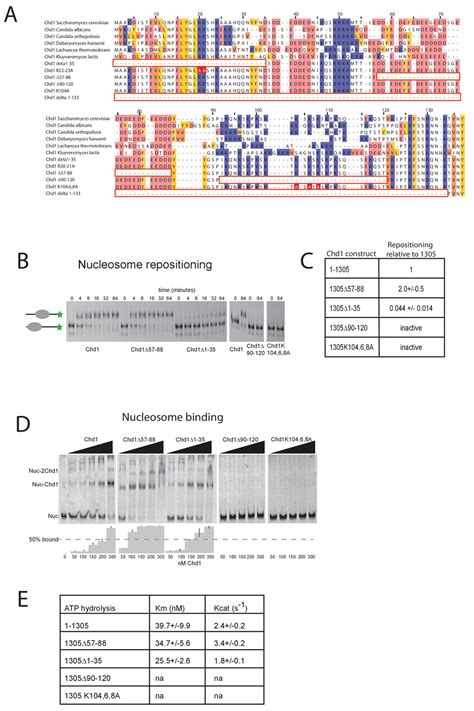 Structural Reorganization Of The Chromatin Remodeling Enzyme Chd1 Upon Engagement With