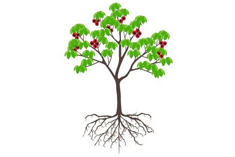 Fruit Tree With Roots Clip Art