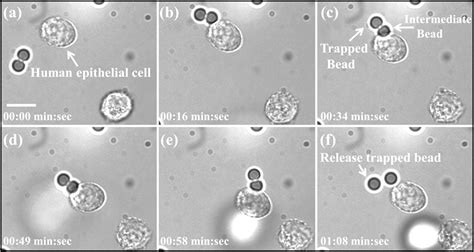 Optical Micromanipulation Of Active Cells With Minimal Perturbations