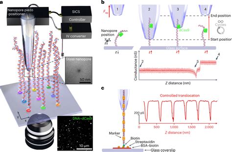 Controlled Translocations Of Single Molecules With Nanopore Based Download Scientific Diagram