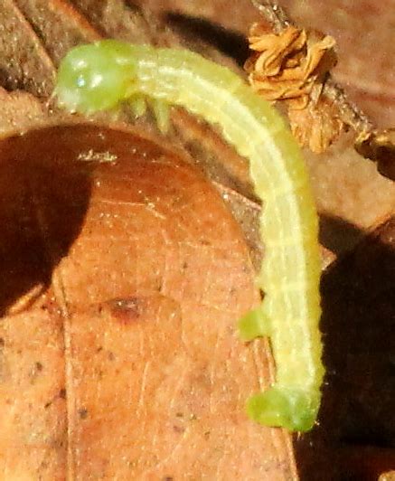 Fall Cankerworm Moth Caterpillar Alsophila Pometaria Bugguide Net