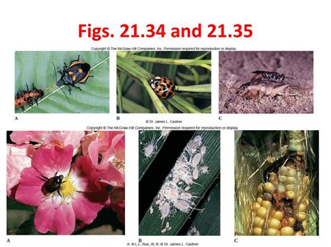 Ppt Subphylum Hexapoda Characteristics And Taxonomy Powerpoint